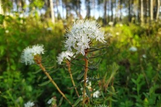 Alaska Vacations & Travel Advice from Trusted Alaskans | ALASKA.ORG