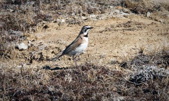 Alaska Birds | Facts & Photos of Alaska's Bird Species | ALASKA.ORG