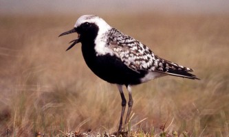 Alaska Birds | Facts & Photos of Alaska's Bird Species | ALASKA.ORG