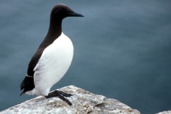 Alaska Vacations & Travel Advice from Trusted Alaskans | ALASKA.ORG