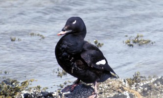 Alaska Birds | Facts & Photos of Alaska's Bird Species | ALASKA.ORG