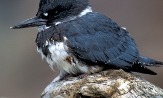 Alaska Birds | Facts & Photos of Alaska's Bird Species | ALASKA.ORG