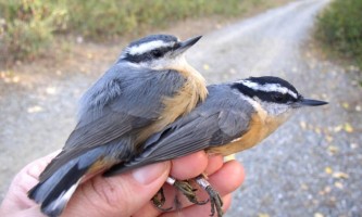 Alaska Birds | Facts & Photos of Alaska's Bird Species | ALASKA.ORG