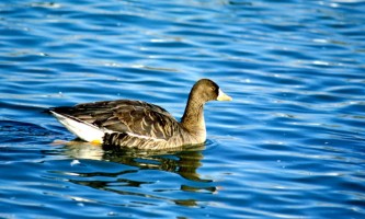 Alaska Birds | Facts & Photos of Alaska's Bird Species | ALASKA.ORG