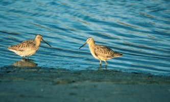 Alaska Birds | Facts & Photos of Alaska's Bird Species | ALASKA.ORG