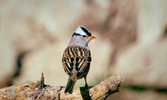 Alaska Birds | Facts & Photos of Alaska's Bird Species | ALASKA.ORG