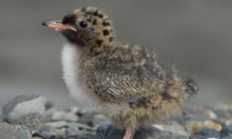 Alaska Birds | Facts & Photos of Alaska's Bird Species | ALASKA.ORG
