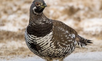 Alaska Birds | Facts & Photos of Alaska's Bird Species | ALASKA.ORG