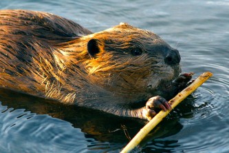 Alaska Vacations & Travel Advice from Trusted Alaskans | ALASKA.ORG