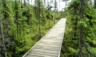 Alaska Trees | Our Essential Field Guide To The Trees Of… | ALASKA.ORG
