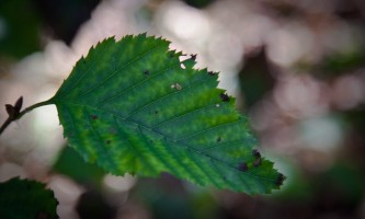 Alaska Trees | Our Essential Field Guide To The Trees Of… | ALASKA.ORG