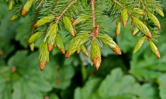 Alaska Trees | Our Essential Field Guide To The Trees Of… | ALASKA.ORG