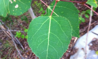 Alaska Trees | Our Essential Field Guide To The Trees Of… | ALASKA.ORG