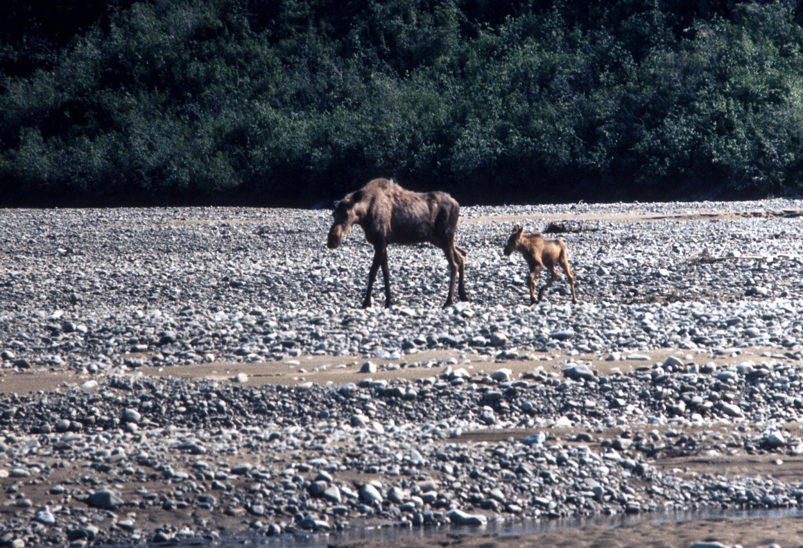 Killik River | ALASKA.ORG