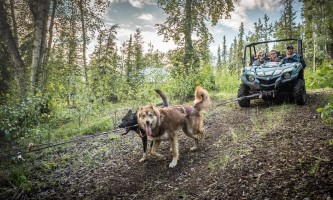 Black Spruce Dog Sledding | Summer & Winter Tours | ALASKA.ORG