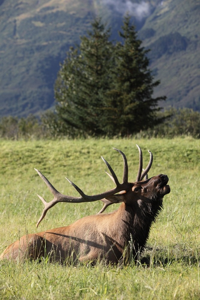 Elk | ALASKA.ORG