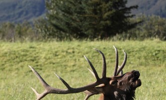 Elk | ALASKA.ORG