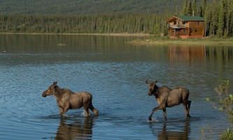 Iniakuk Lake Wilderness Lodge | Lodging Above the Arctic… | ALASKA.ORG