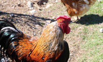 Alaska Farm Tours | Day Trips from Anchorage | ALASKA.ORG