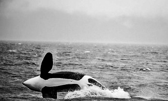 Whale Watching Adventure | Listen To Whales Speak | ALASKA.ORG