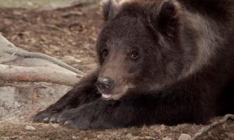 Alaska Zoo | Anchorage Attractions & Things To Do | ALASKA.ORG