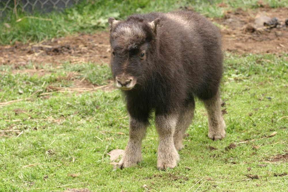 Alaska Zoo | Anchorage Attractions & Things To Do | ALASKA.ORG