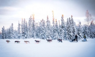 Black Spruce Dog Sledding | Summer & Winter Tours | ALASKA.ORG