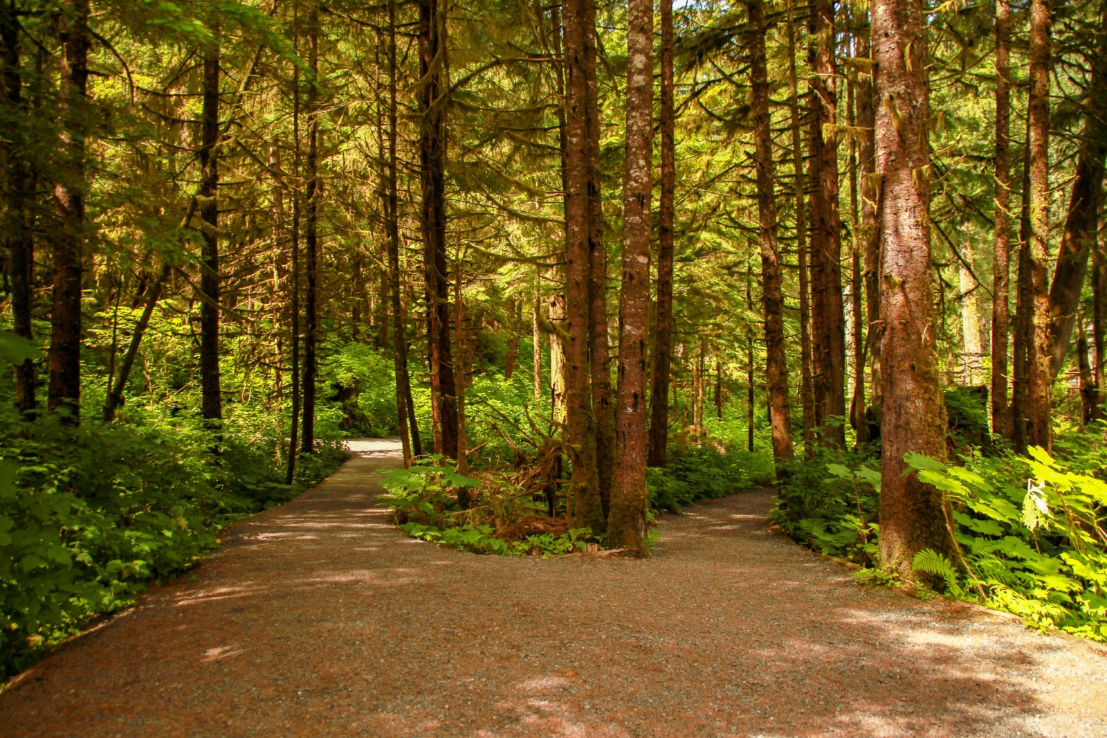 Rainforest Sanctuary, Totem Park & Eagles Tour |… | ALASKA.ORG