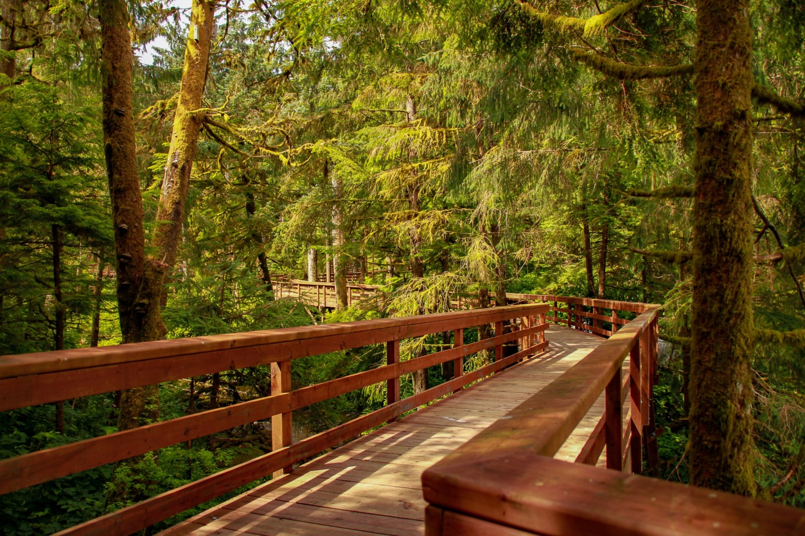 Rainforest Sanctuary, Totem Park & Eagles Tour |… | ALASKA.ORG