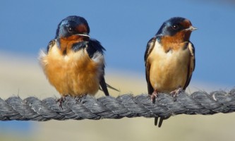 Alaska Birds | Facts & Photos of Alaska's Bird Species | ALASKA.ORG