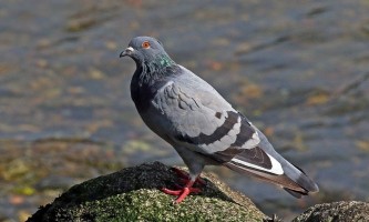 Alaska Birds | Facts & Photos of Alaska's Bird Species | ALASKA.ORG