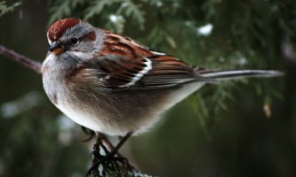 Alaska Birds | Facts & Photos of Alaska's Bird Species | ALASKA.ORG