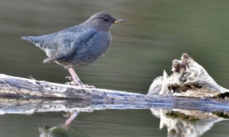 Alaska Birds | Facts & Photos of Alaska's Bird Species | ALASKA.ORG
