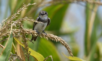 Alaska Birds | Facts & Photos of Alaska's Bird Species | ALASKA.ORG