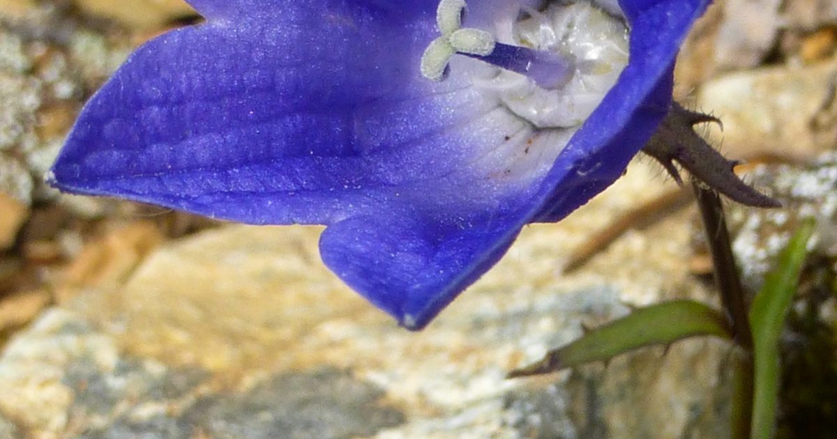 Mountain Harebell | ALASKA.ORG