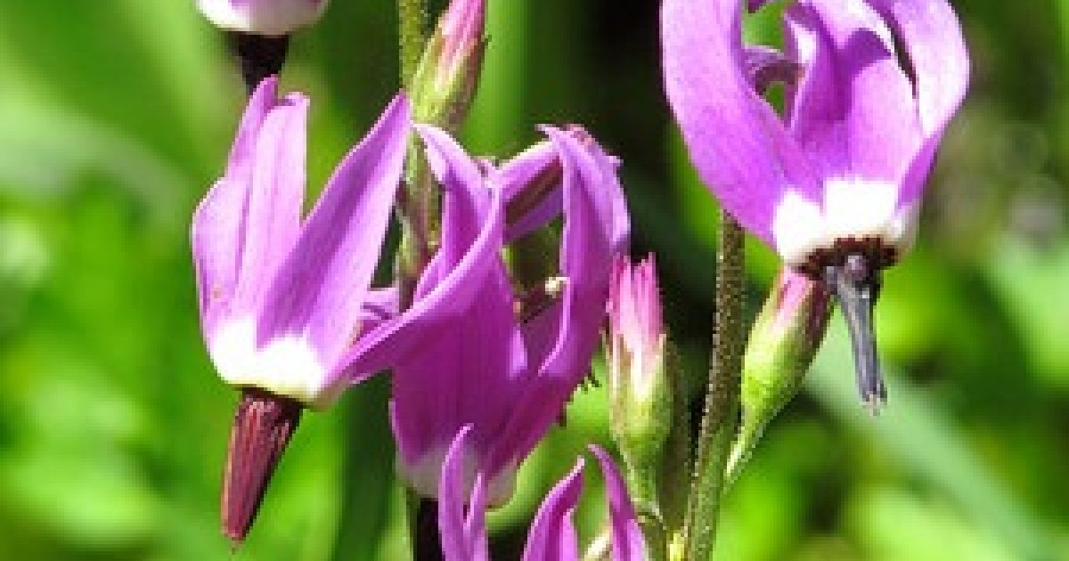 Jeffrey's Shooting Star | ALASKA.ORG