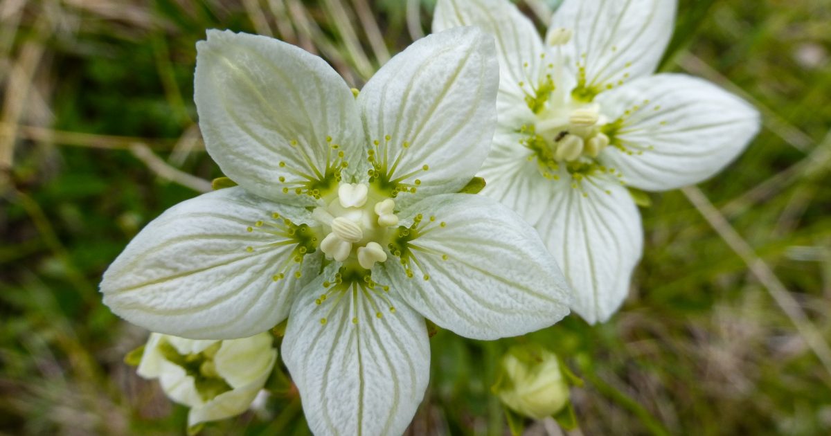Northern Grass-of-Parnassus | ALASKA.ORG