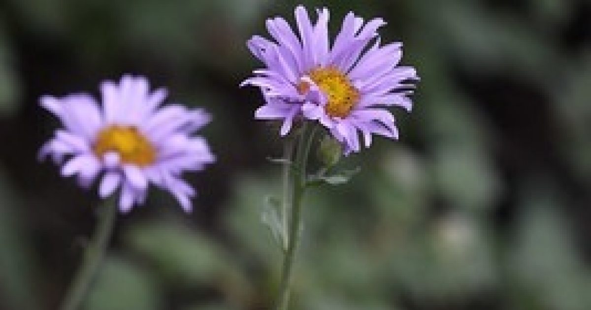 Subalpine Daisy/Coastal Fleabane | ALASKA.ORG