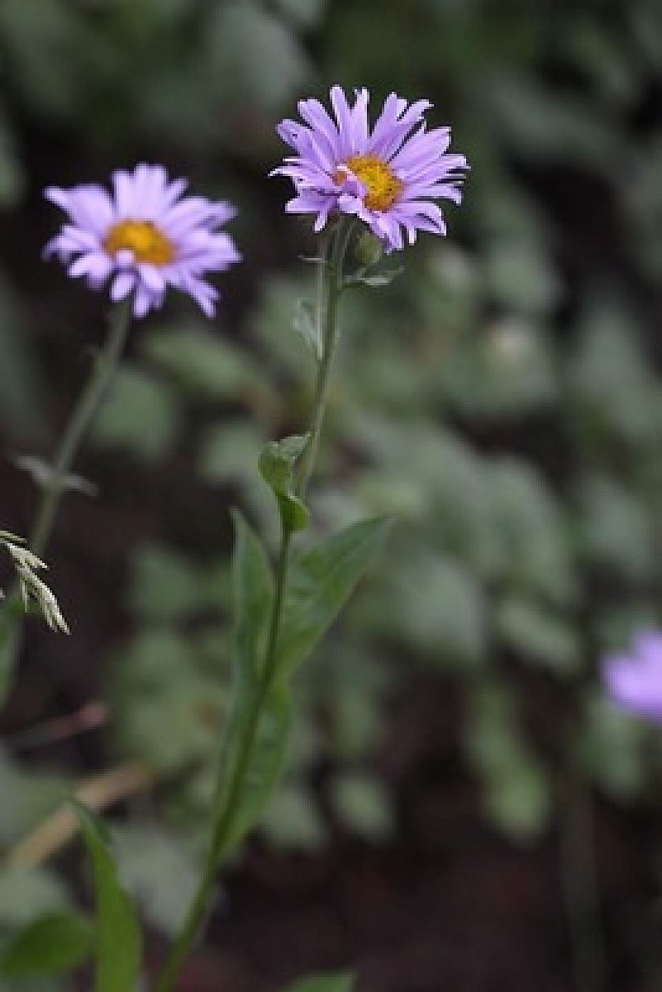 Subalpine Daisy/Coastal Fleabane | ALASKA.ORG