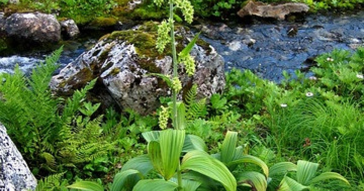 False Hellebore Plant