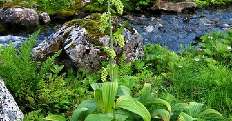 green false hellebore