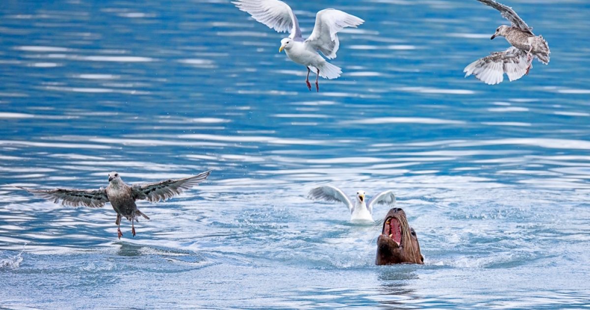 Jeff Cobble: Sea Lion Teases the Gulls | ALASKA.ORG