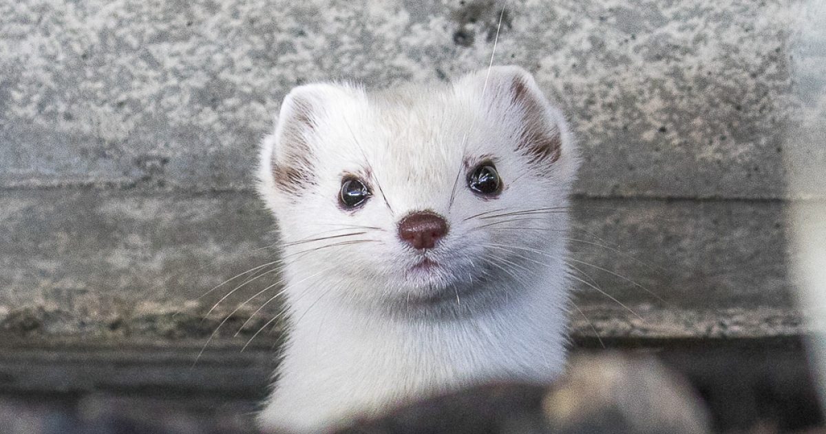 Wenona Suydam: Curious Little Weasel | ALASKA.ORG