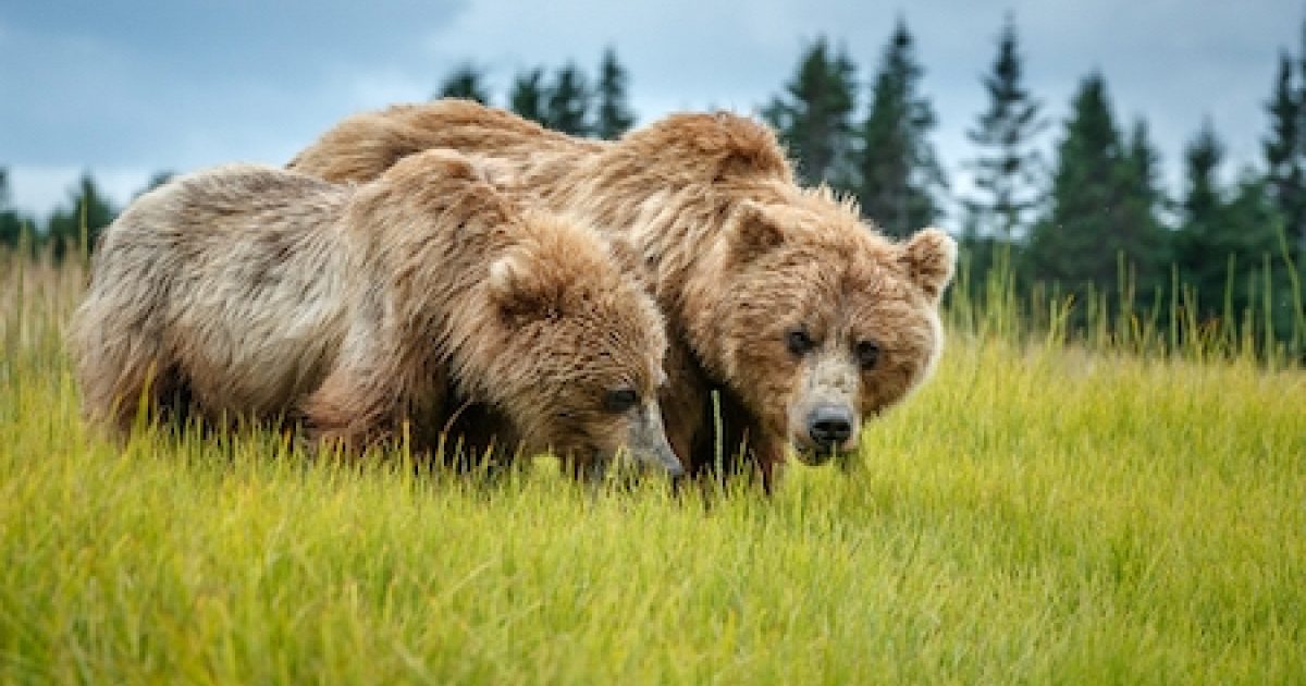 Bear-Viewing Day Trip to Homestead Lodge | ALASKA.ORG