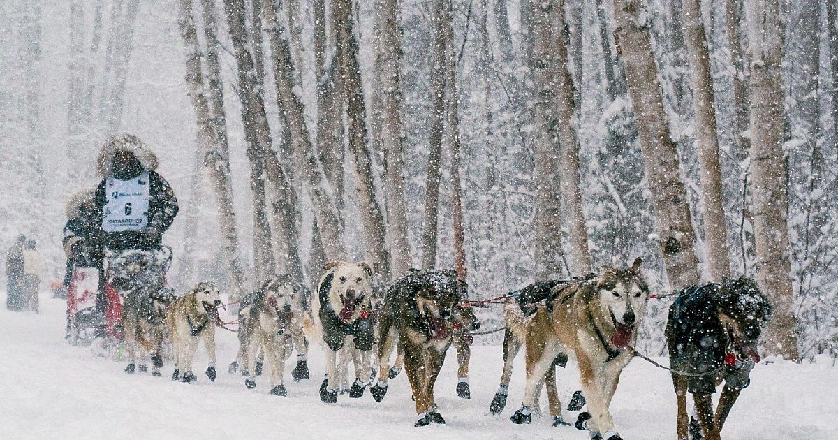 My Magical First Iditarod Experience | ALASKA.ORG