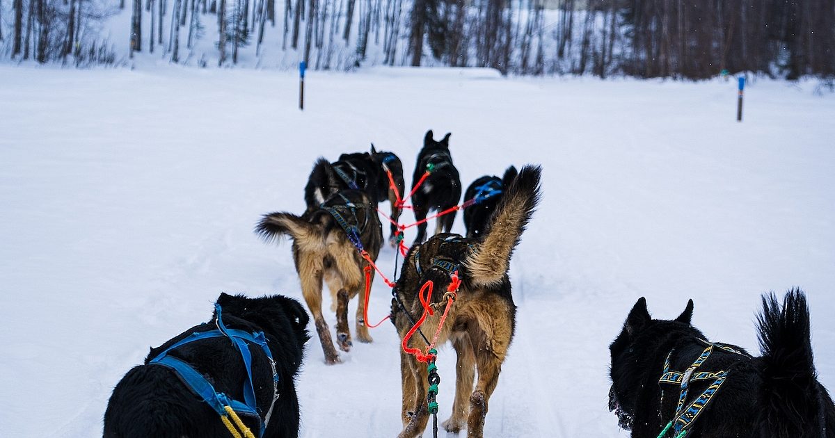 Snowmachining and Dogsledding in Alaska's Winter… | ALASKA.ORG
