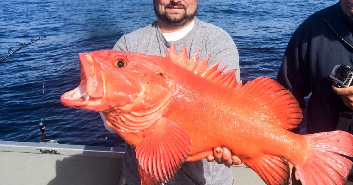 Homer Fishing Charters | Fish For Homer's Famous Halibut | ALASKA.ORG