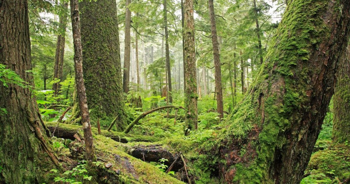 Juneau Parks & Trails | Hike Some Of Alaska's Best Trails | ALASKA.ORG