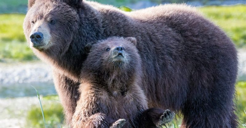 Juneau Brown Bears