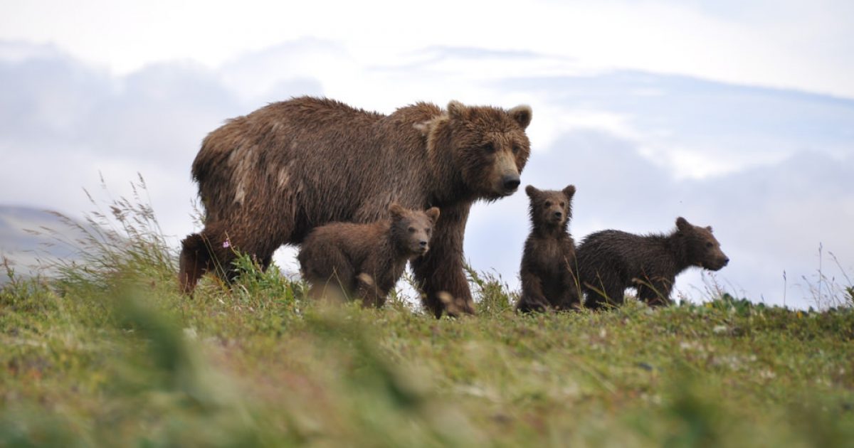 7 Day Bears & Glaciers from Anchorage | Alaska.org… | ALASKA.ORG
